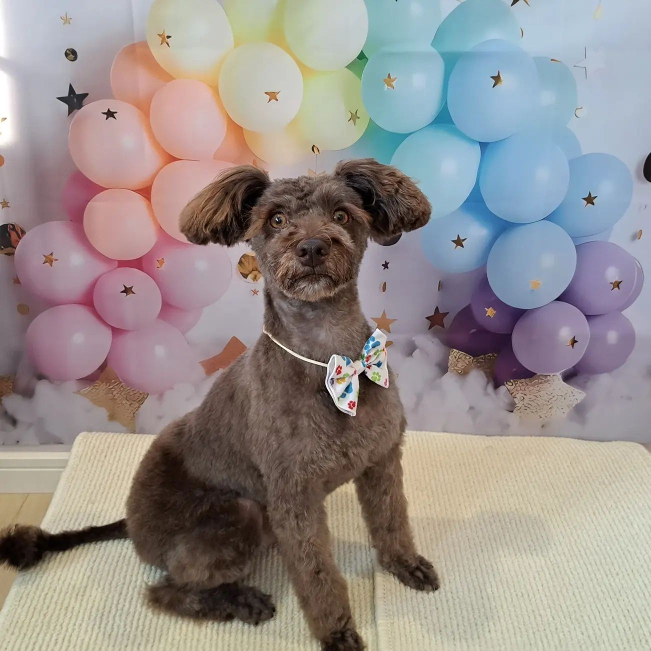 ENICIL（エニシル）｜宮城県美里町のトリミングサロン。犬の気持ちに寄り添います。