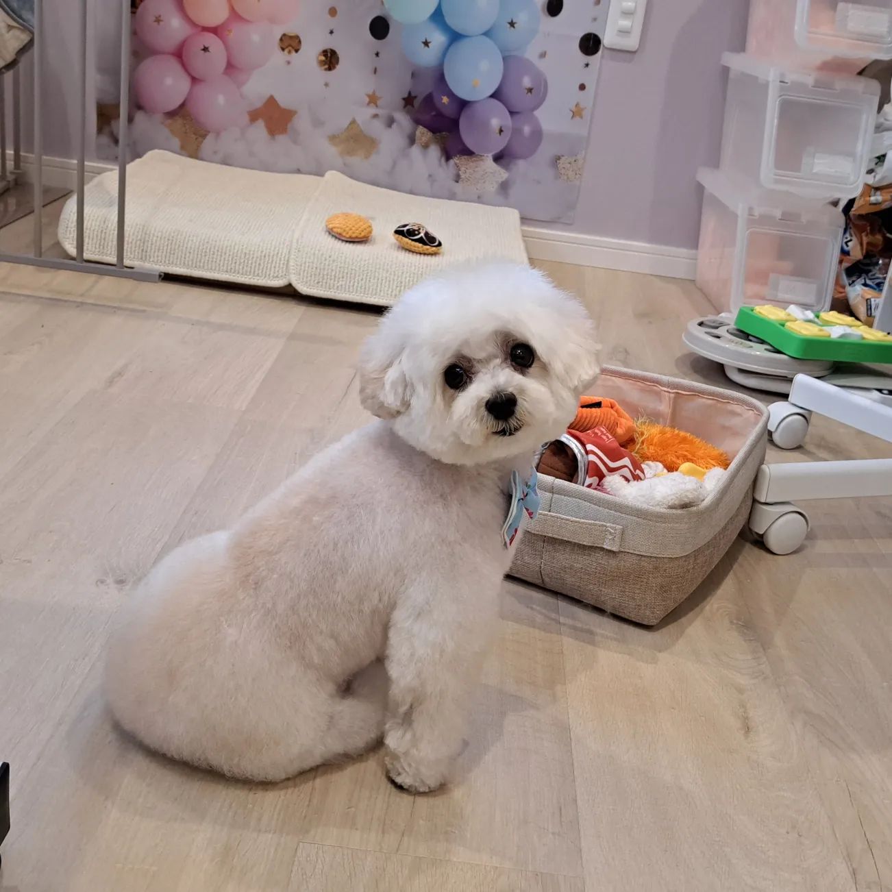 ENICIL（エニシル）｜宮城県美里町のトリミングサロン。犬の気持ちに寄り添います。