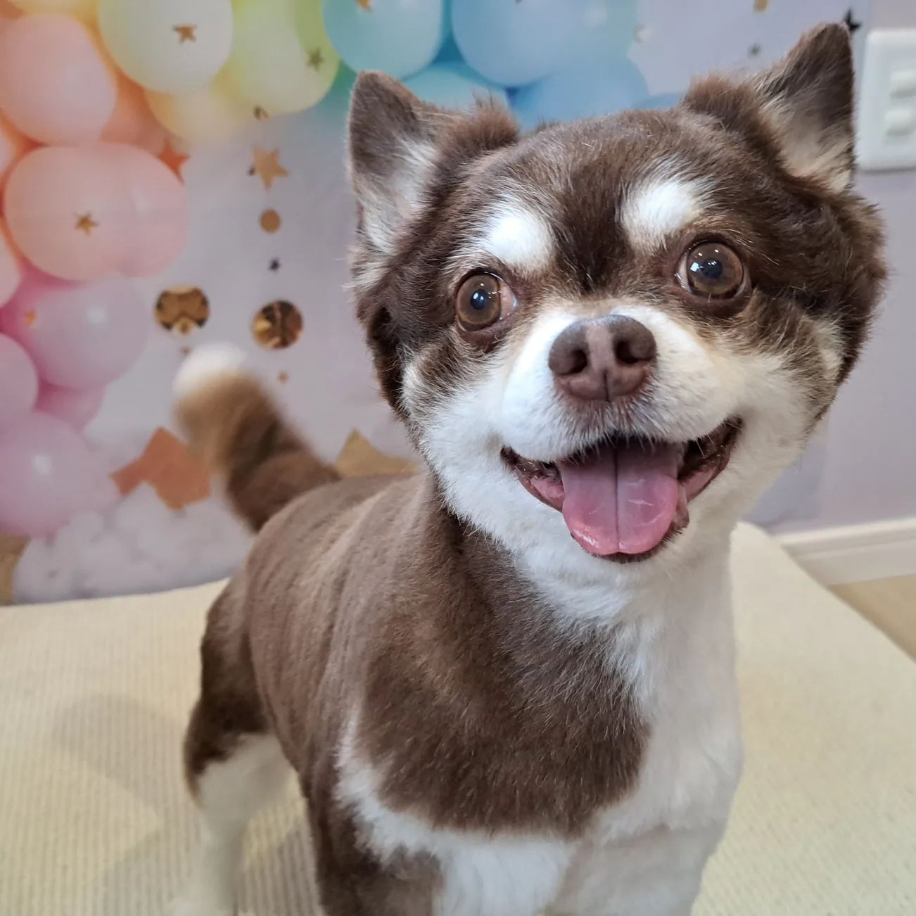 ENICIL（エニシル）｜宮城県美里町のトリミングサロン。犬の気持ちに寄り添います。