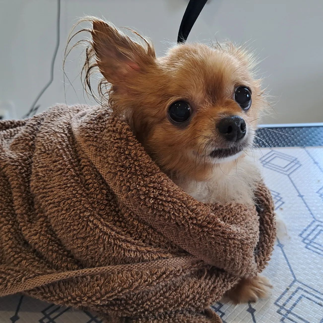 ENICIL（エニシル）｜宮城県美里町のトリミングサロン。犬の気持ちに寄り添います。