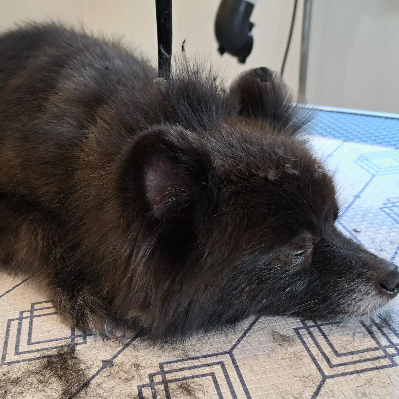 ENICIL（エニシル）｜宮城県美里町のトリミングサロン。犬の気持ちに寄り添います。