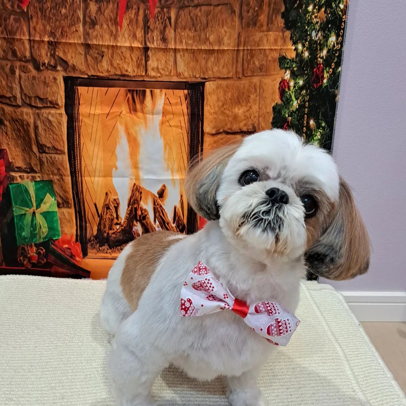 ENICIL（エニシル）｜宮城県美里町のトリミングサロン。犬の気持ちに寄り添います。