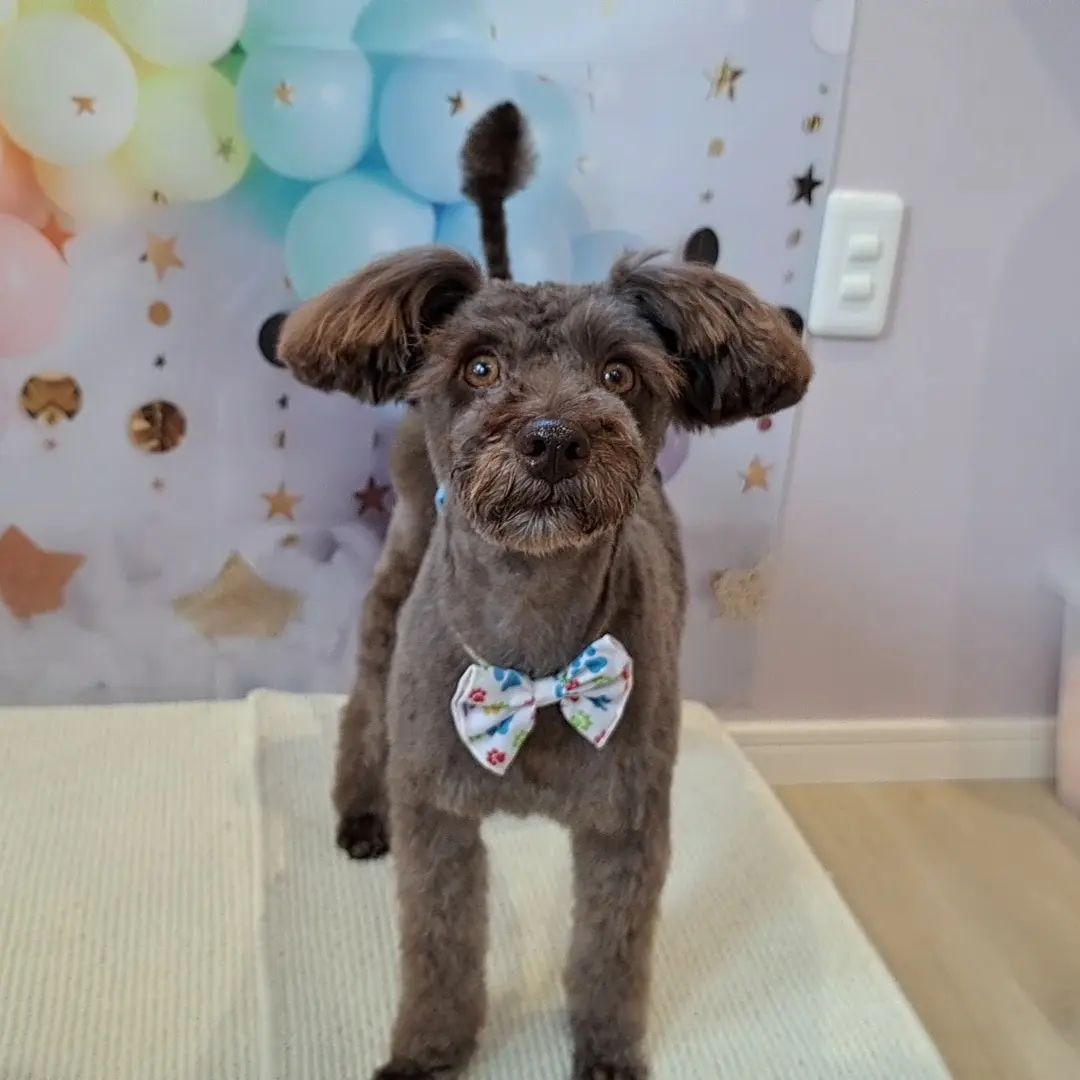 ENICIL（エニシル）｜宮城県美里町のトリミングサロン。犬の気持ちに寄り添います。