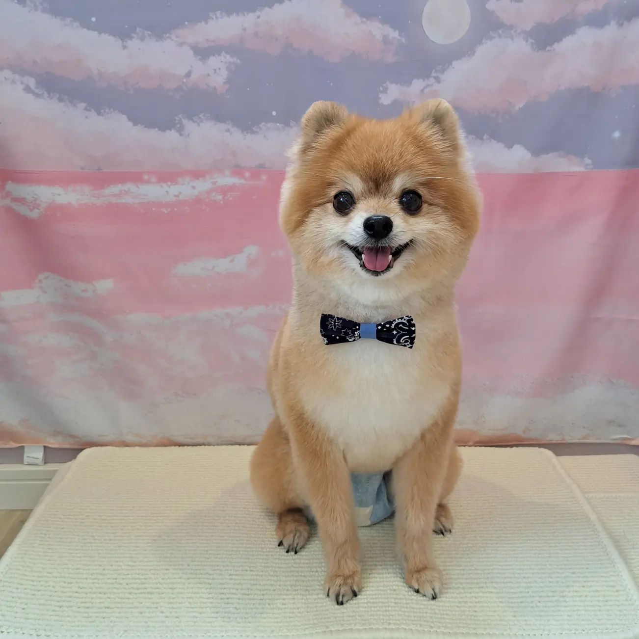 ENICIL（エニシル）｜宮城県美里町のトリミングサロン。犬の気持ちに寄り添います。