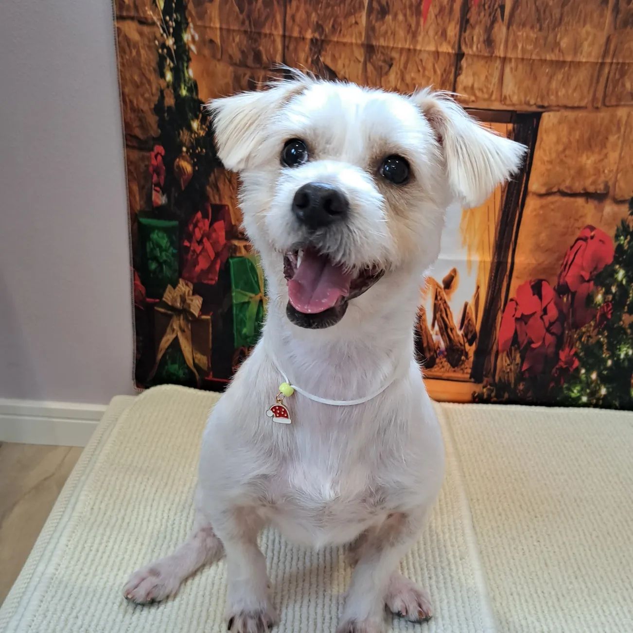 ENICIL（エニシル）｜宮城県美里町のトリミングサロン。犬の気持ちに寄り添います。