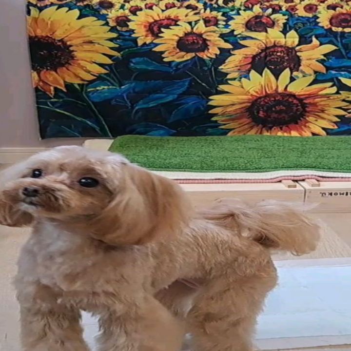 ENICIL（エニシル）｜宮城県美里町のトリミングサロン。犬の気持ちに寄り添います。