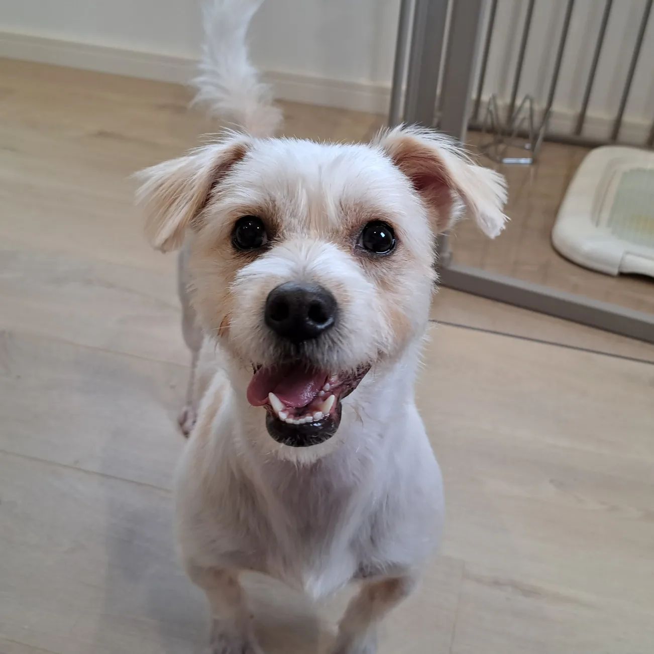 ENICIL（エニシル）｜宮城県美里町のトリミングサロン。犬の気持ちに寄り添います。