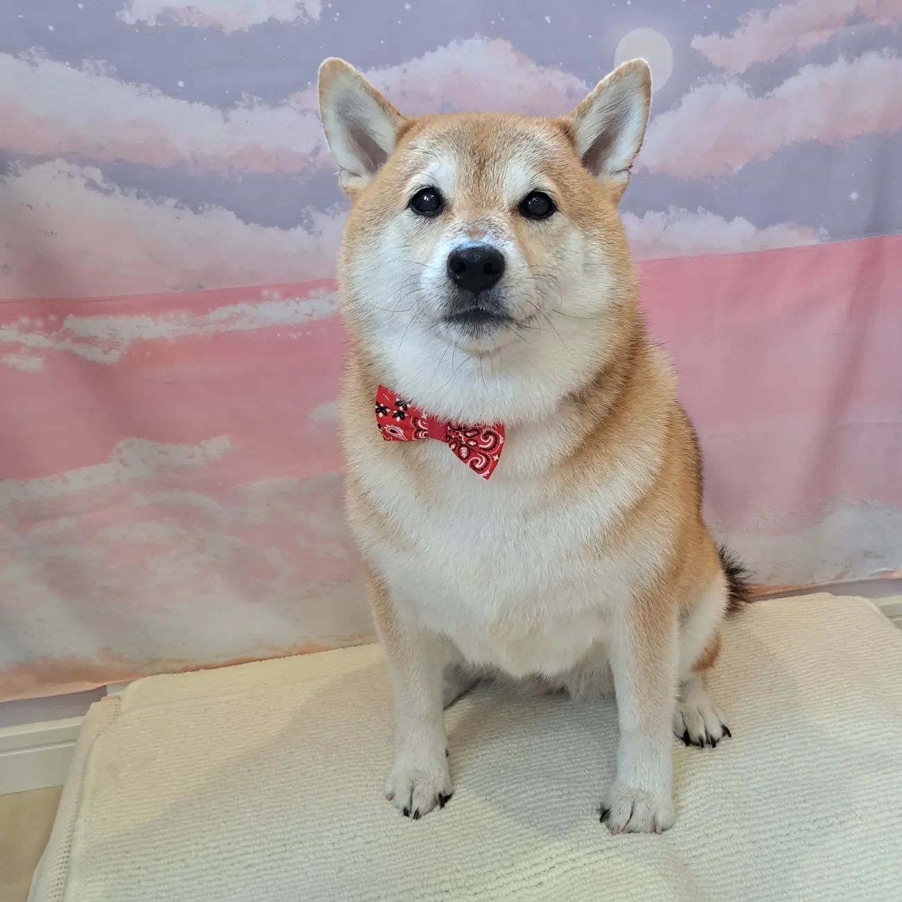 ENICIL（エニシル）｜宮城県美里町のトリミングサロン。犬の気持ちに寄り添います。