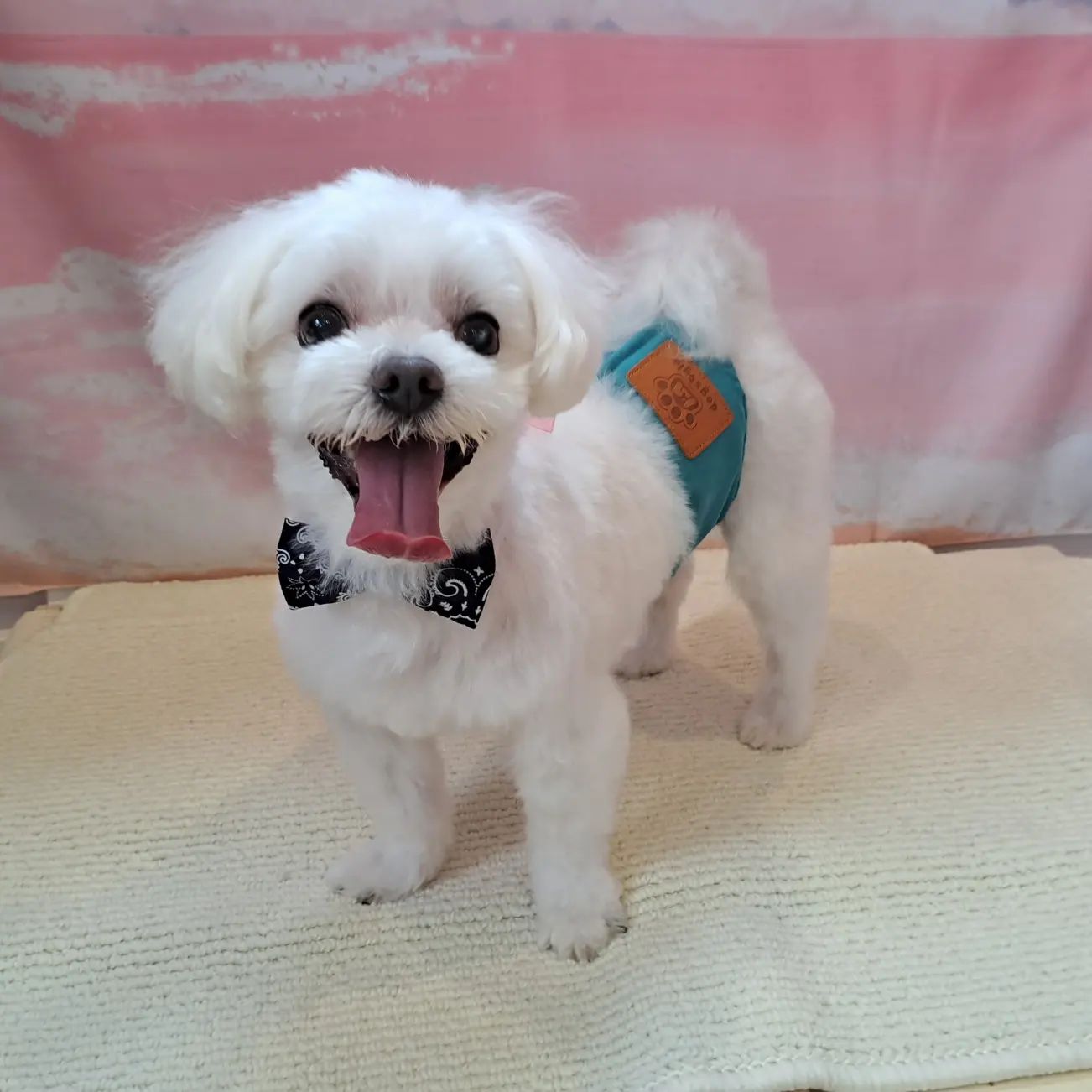 ENICIL（エニシル）｜宮城県美里町のトリミングサロン。犬の気持ちに寄り添います。