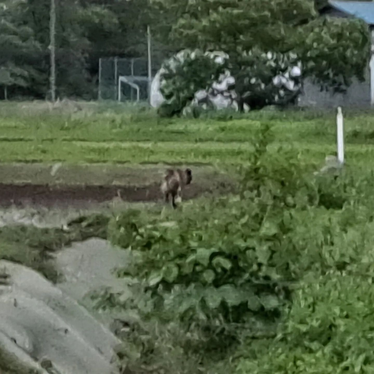 ENICIL（エニシル）｜宮城県美里町のトリミングサロン。犬の気持ちに寄り添います。