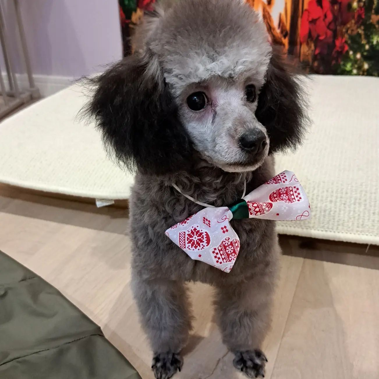 ENICIL（エニシル）｜宮城県美里町のトリミングサロン。犬の気持ちに寄り添います。