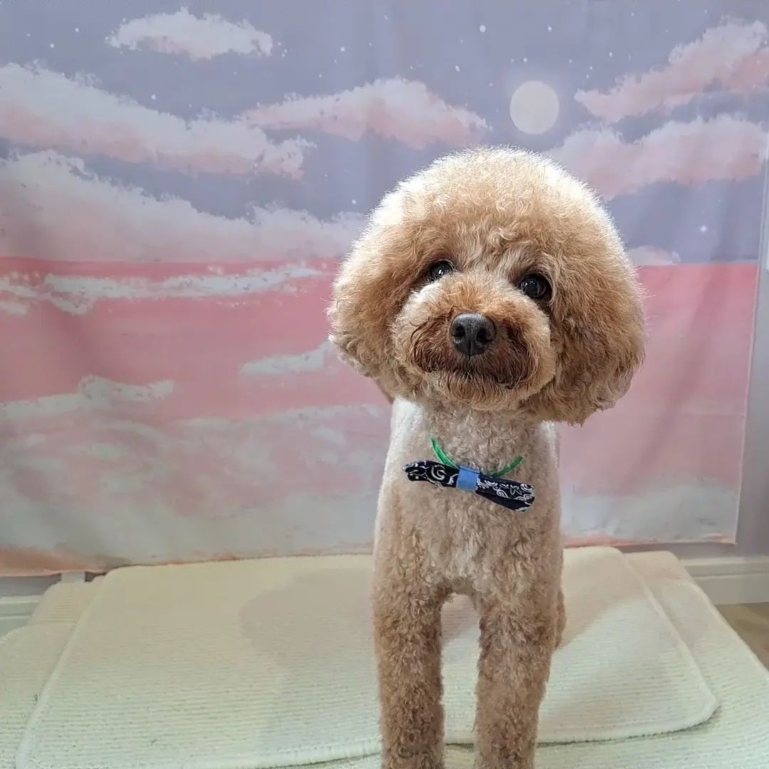 ENICIL（エニシル）｜宮城県美里町のトリミングサロン。犬の気持ちに寄り添います。