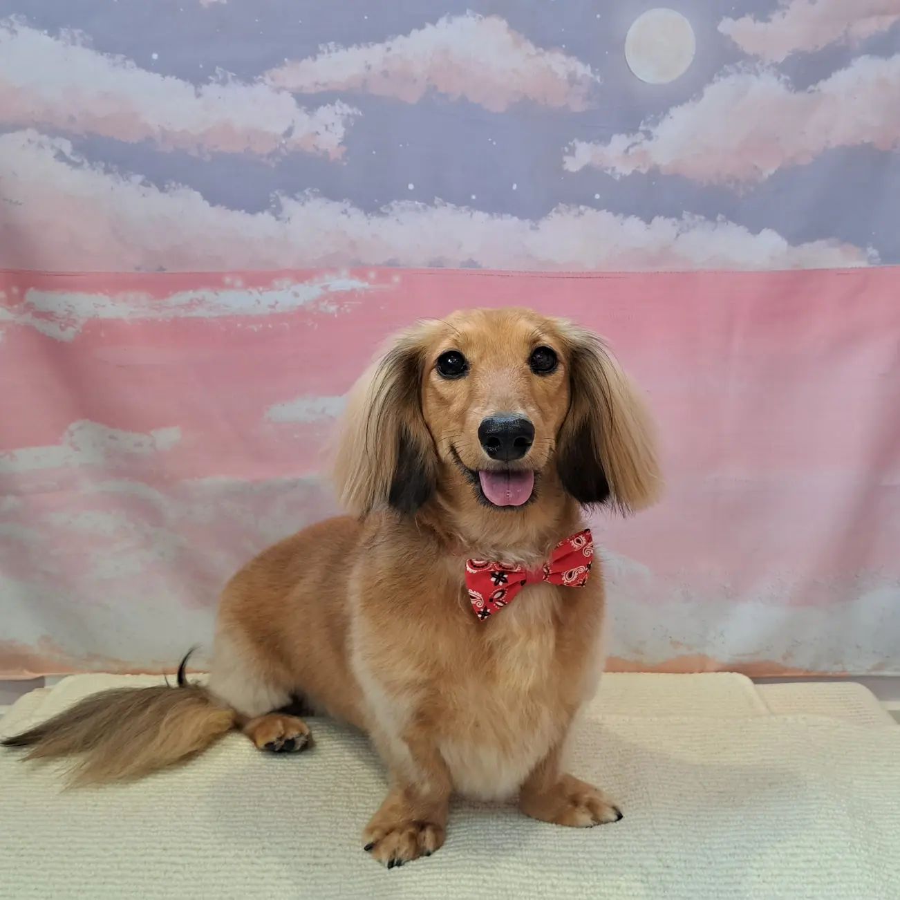 ENICIL（エニシル）｜宮城県美里町のトリミングサロン。犬の気持ちに寄り添います。