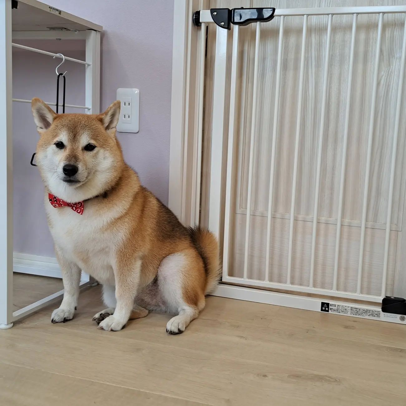 ENICIL（エニシル）｜宮城県美里町のトリミングサロン。犬の気持ちに寄り添います。