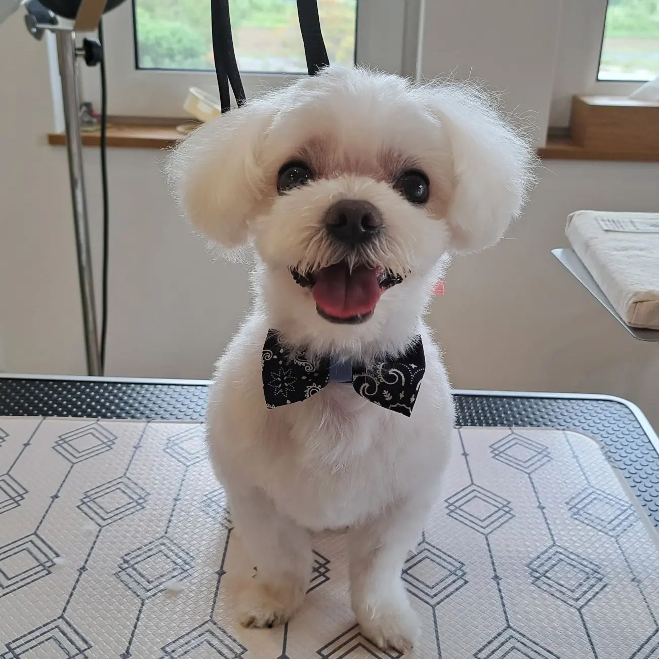 ENICIL（エニシル）｜宮城県美里町のトリミングサロン。犬の気持ちに寄り添います。