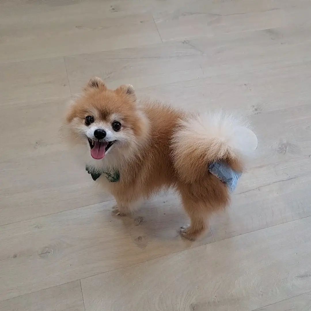 ENICIL（エニシル）｜宮城県美里町のトリミングサロン。犬の気持ちに寄り添います。