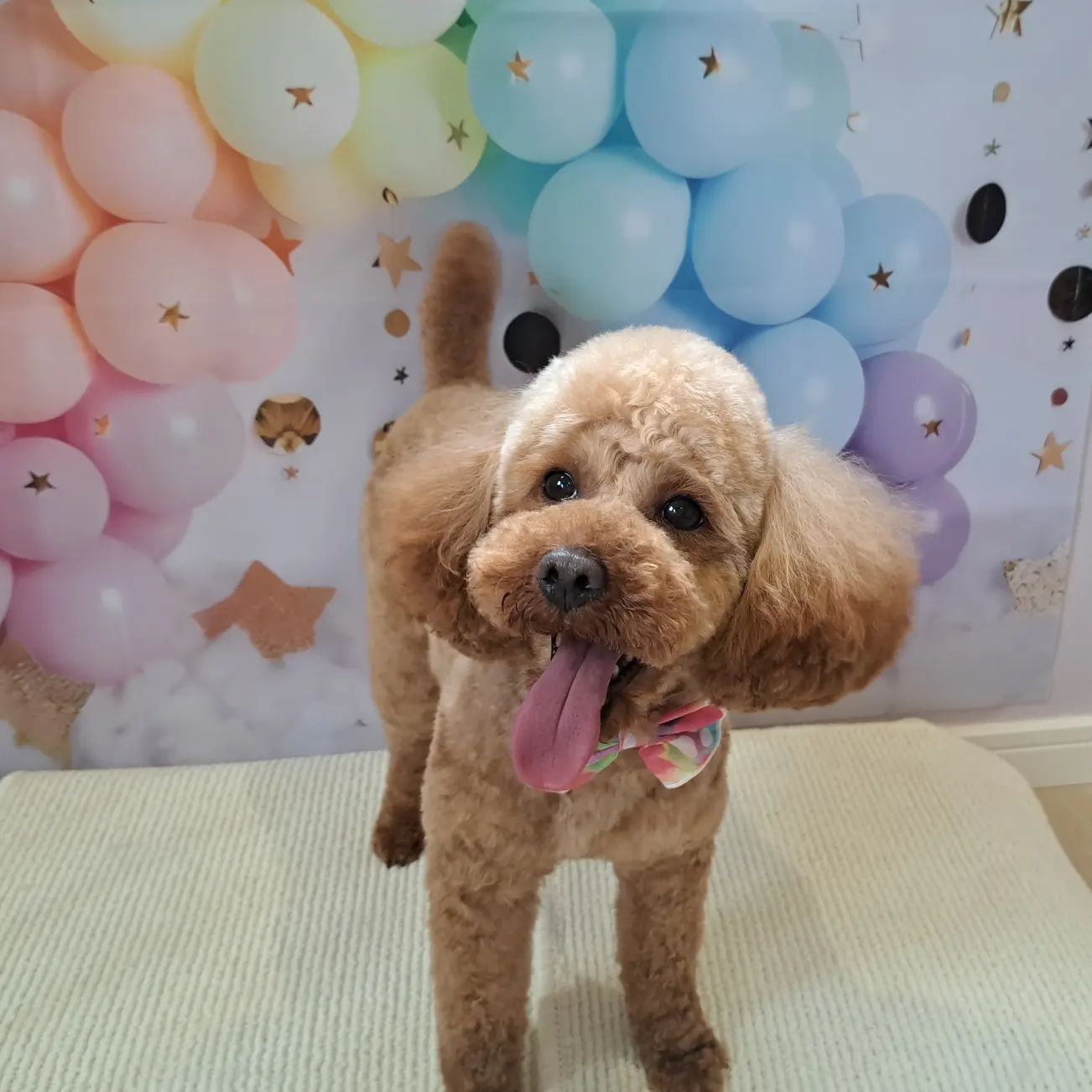 ENICIL（エニシル）｜宮城県美里町のトリミングサロン。犬の気持ちに寄り添います。