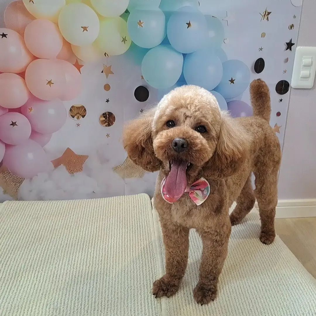 ENICIL（エニシル）｜宮城県美里町のトリミングサロン。犬の気持ちに寄り添います。