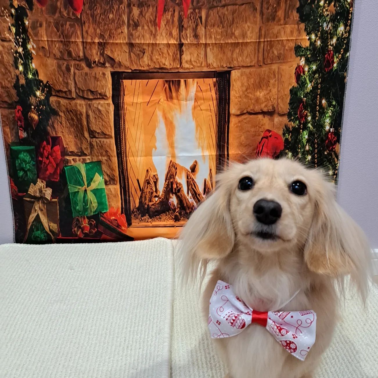 ENICIL（エニシル）｜宮城県美里町のトリミングサロン。犬の気持ちに寄り添います。