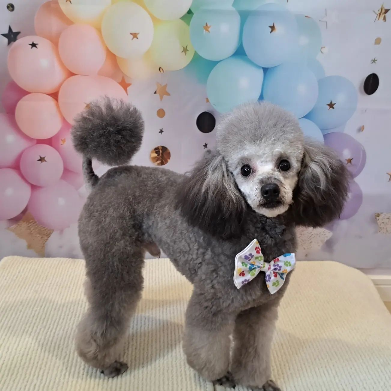 ENICIL（エニシル）｜宮城県美里町のトリミングサロン。犬の気持ちに寄り添います。