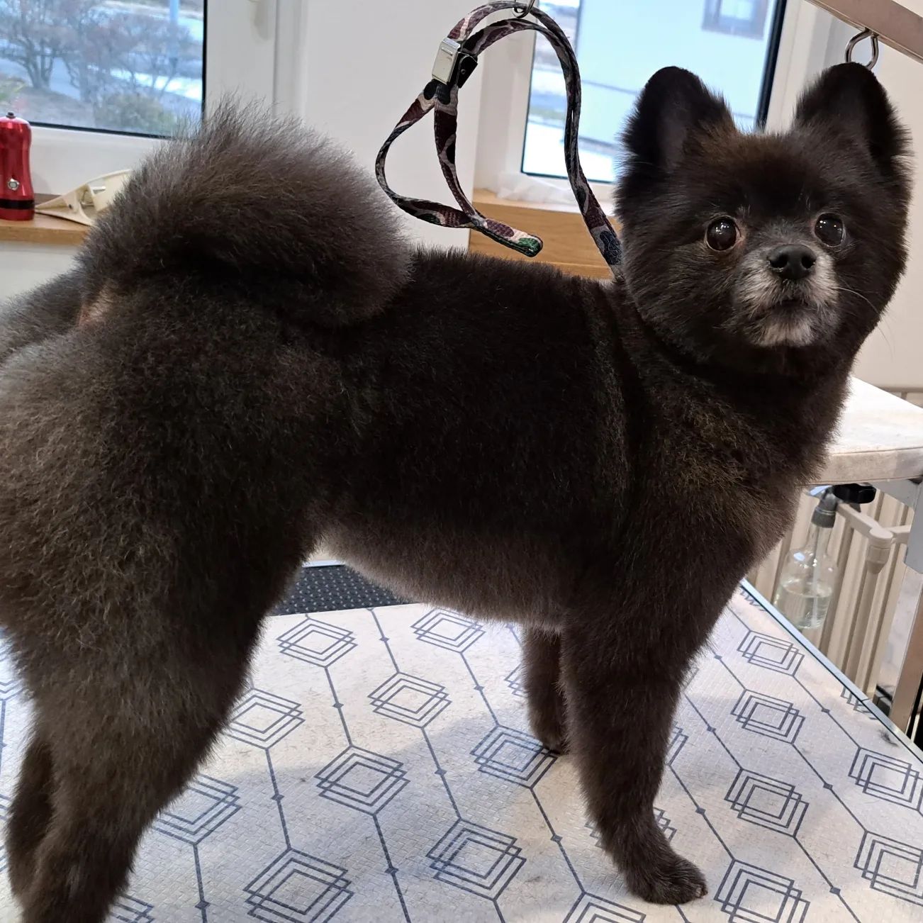 ENICIL（エニシル）｜宮城県美里町のトリミングサロン。犬の気持ちに寄り添います。