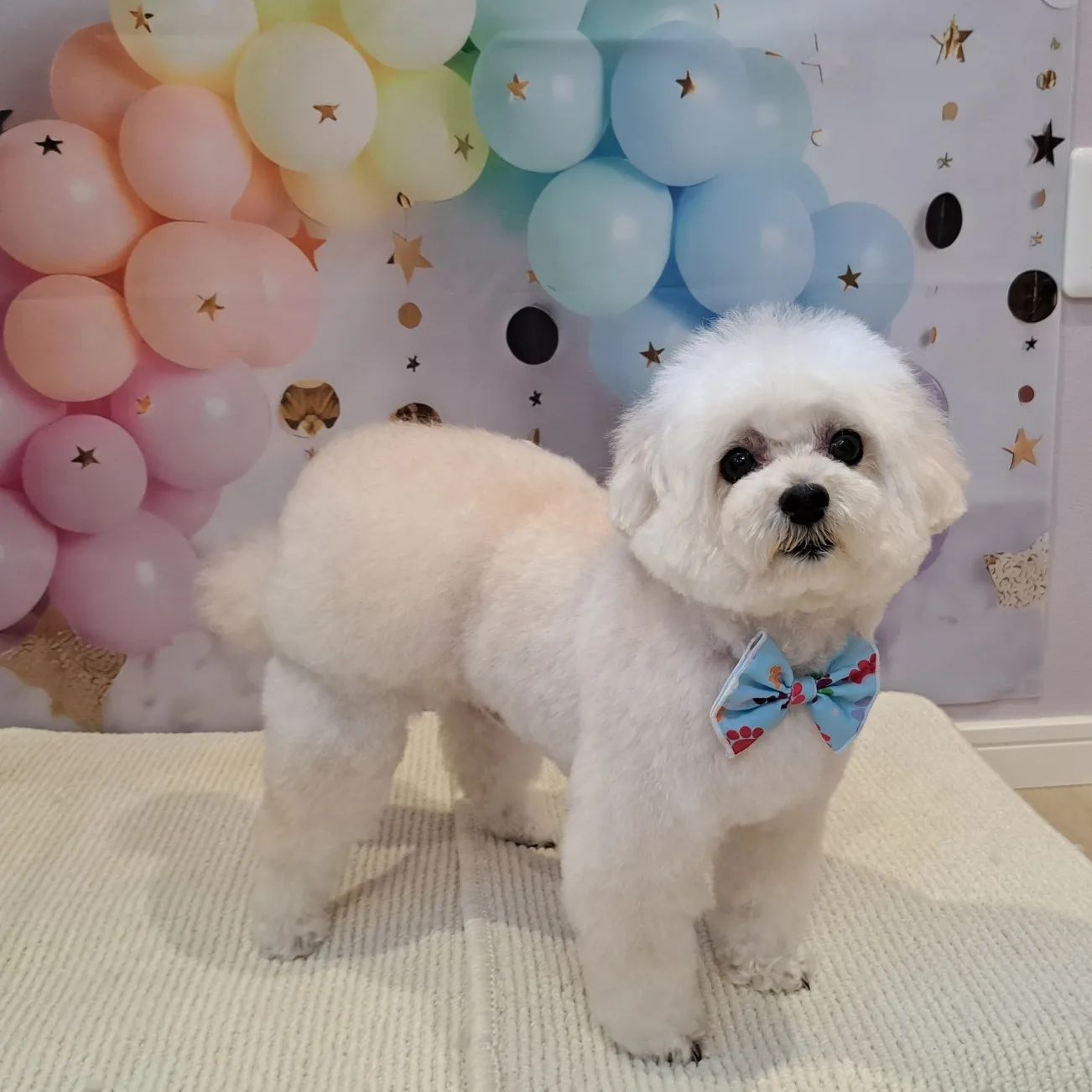 ENICIL（エニシル）｜宮城県美里町のトリミングサロン。犬の気持ちに寄り添います。