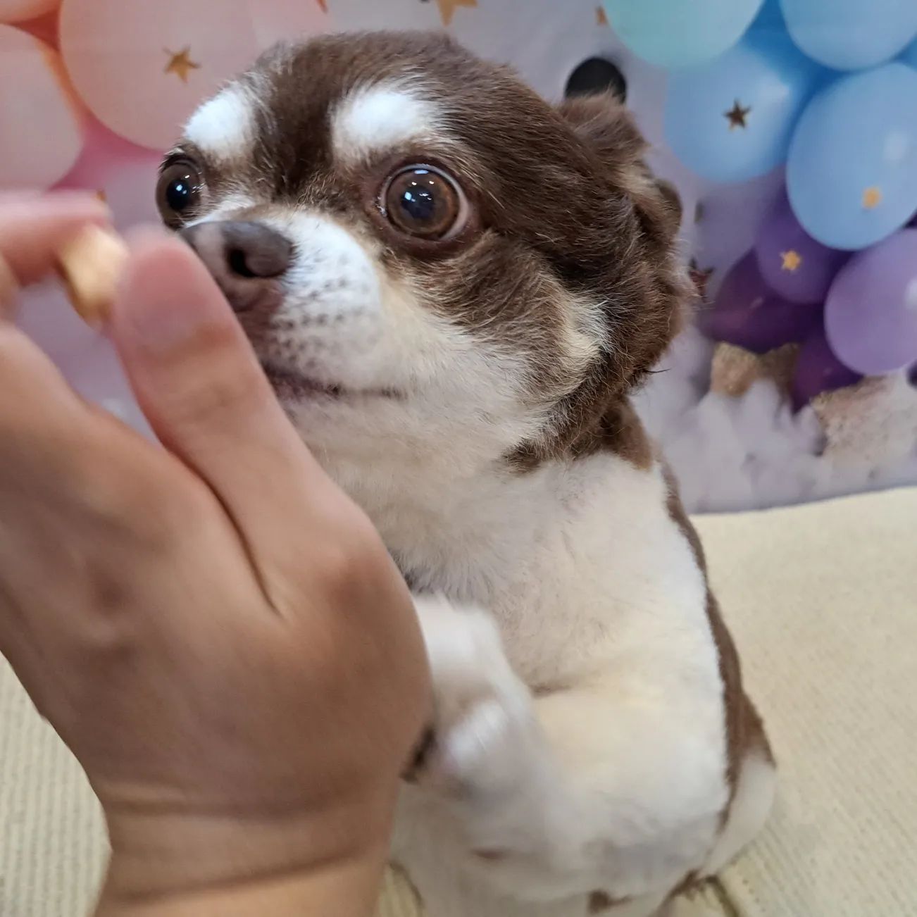 ENICIL（エニシル）｜宮城県美里町のトリミングサロン。犬の気持ちに寄り添います。