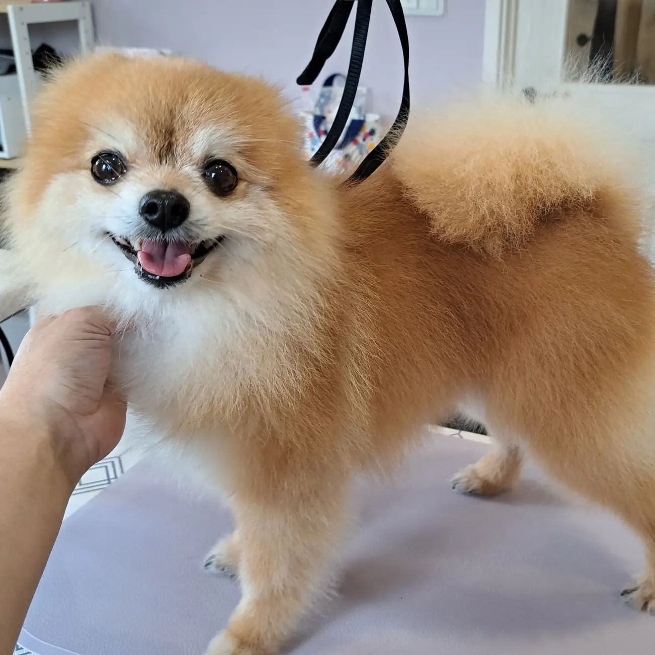 ENICIL（エニシル）｜宮城県美里町のトリミングサロン。犬の気持ちに寄り添います。