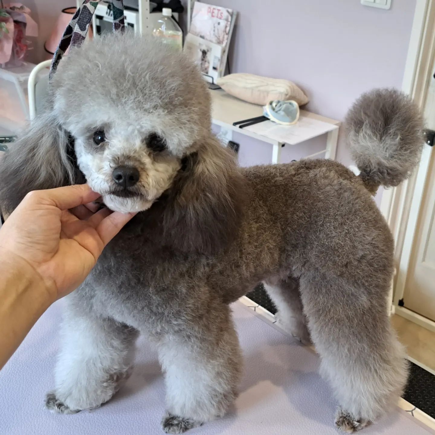 ENICIL（エニシル）｜宮城県美里町のトリミングサロン。犬の気持ちに寄り添います。