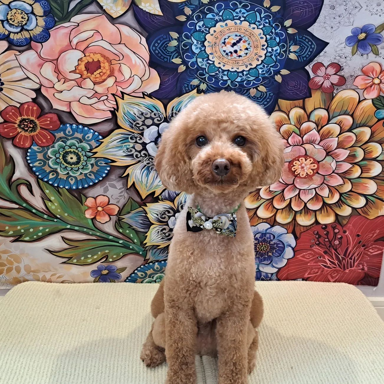 ENICIL（エニシル）｜宮城県美里町のトリミングサロン。犬の気持ちに寄り添います。