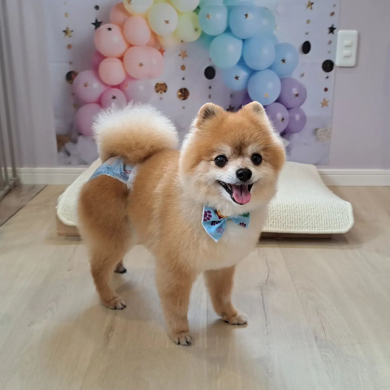 ENICIL（エニシル）｜宮城県美里町のトリミングサロン。犬の気持ちに寄り添います。